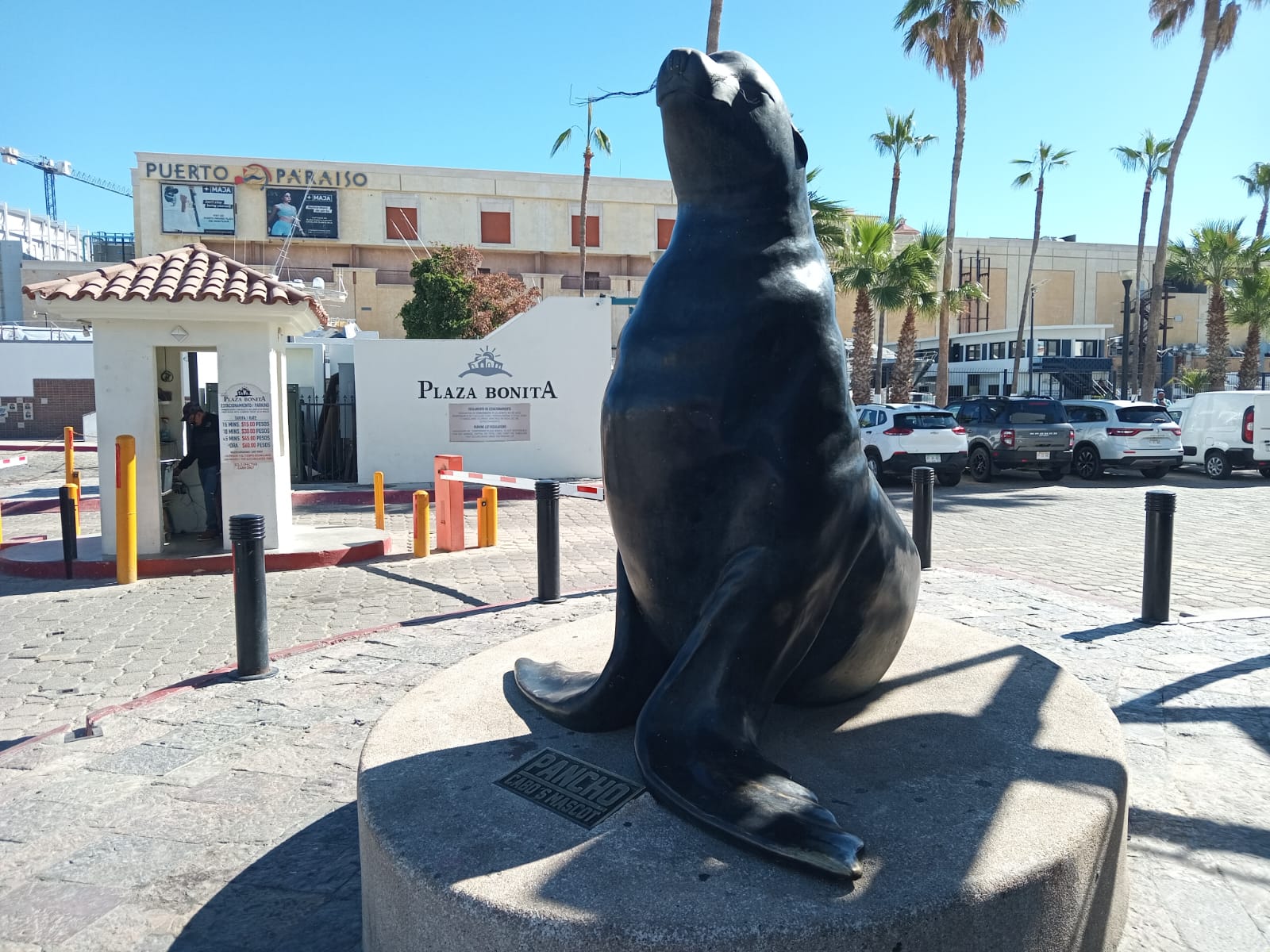 Pancho “, el lobo marino que conquista a turistas en Cabo San Lucas ...